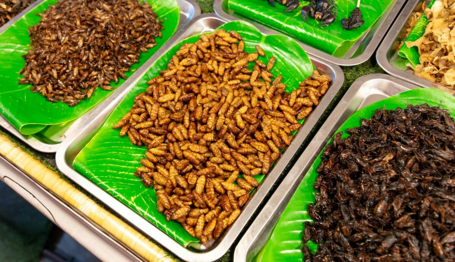 Insekten Restaurant In Meiner Nahe