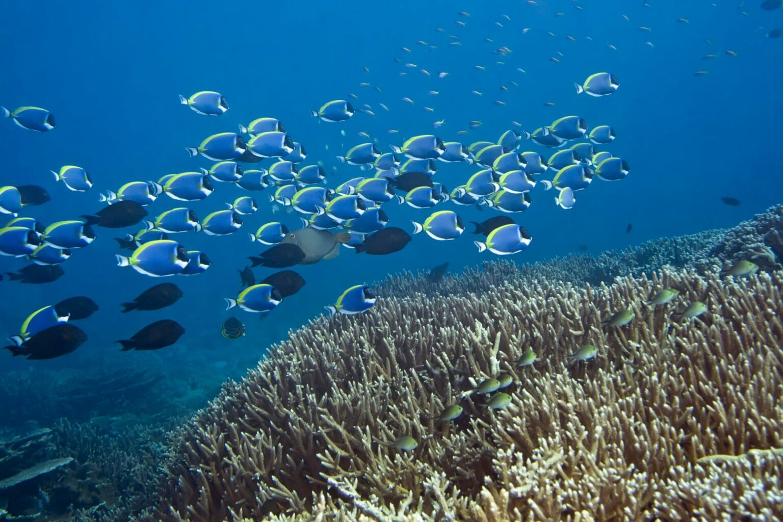 Raa-Atoll - Naturparadies der Malediven